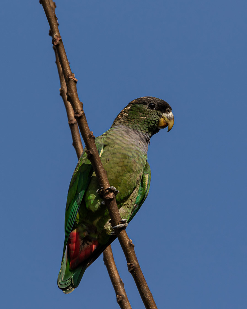 maitaca-verde (Aves do Parque Natural Municipal Xokleng, Nova Veneza ...