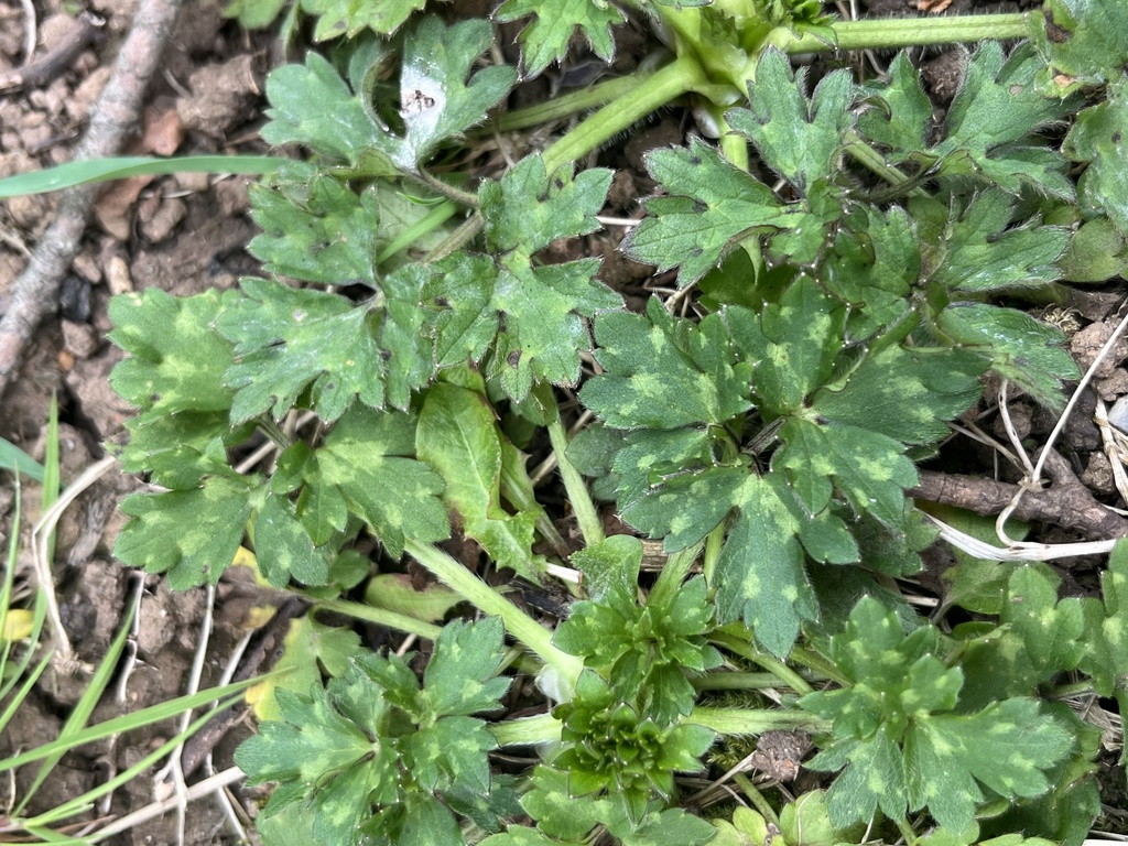 Creeping buttercup from University of Plymouth, Plymouth, England, GB ...