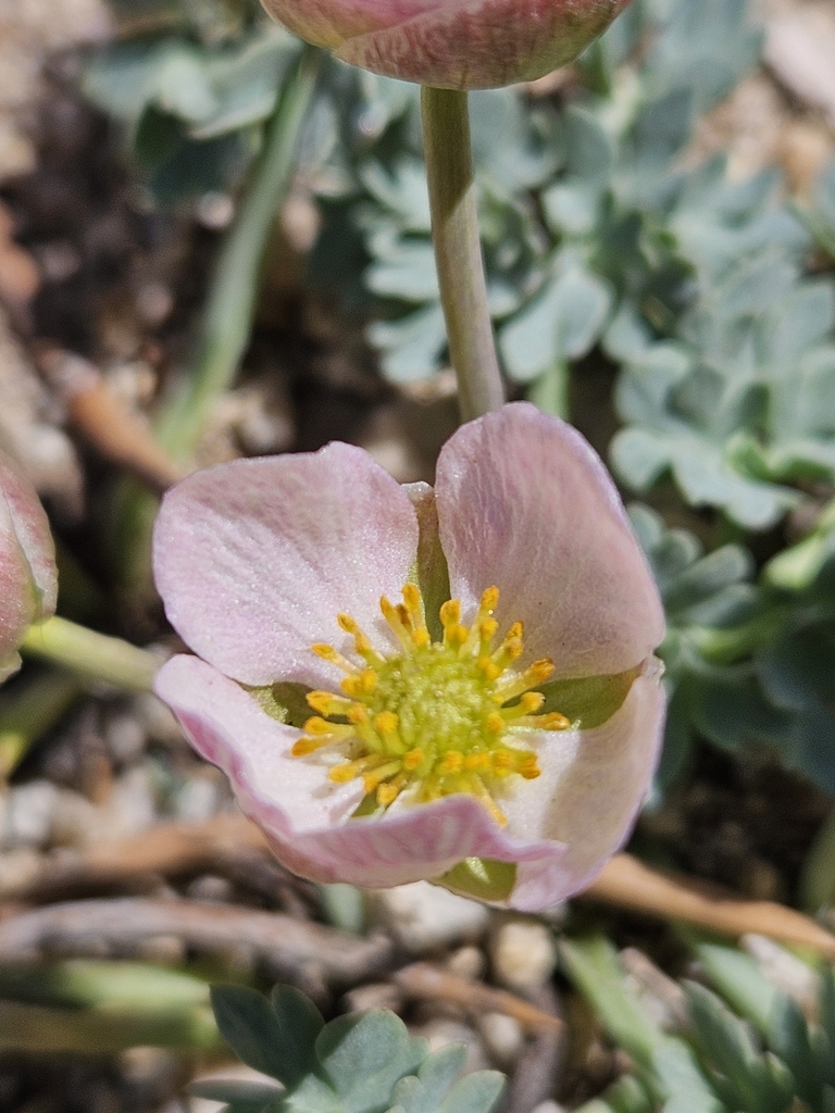 Anderson's buttercup from Bishop, CA 93514, USA on April 9, 2025 at 12: ...