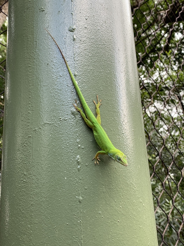 Hispaniolan Green Anole from Dreher Park, West Palm Beach, FL, US on August 8, 2019 at 01:49 PM ...