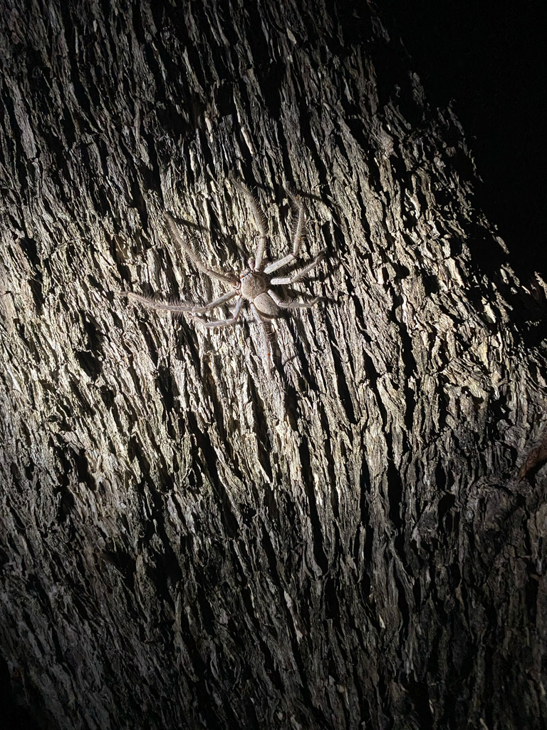 Grey Huntsman from Mid-Western Regional - Pt A, AU-NS, AU on April 2 ...