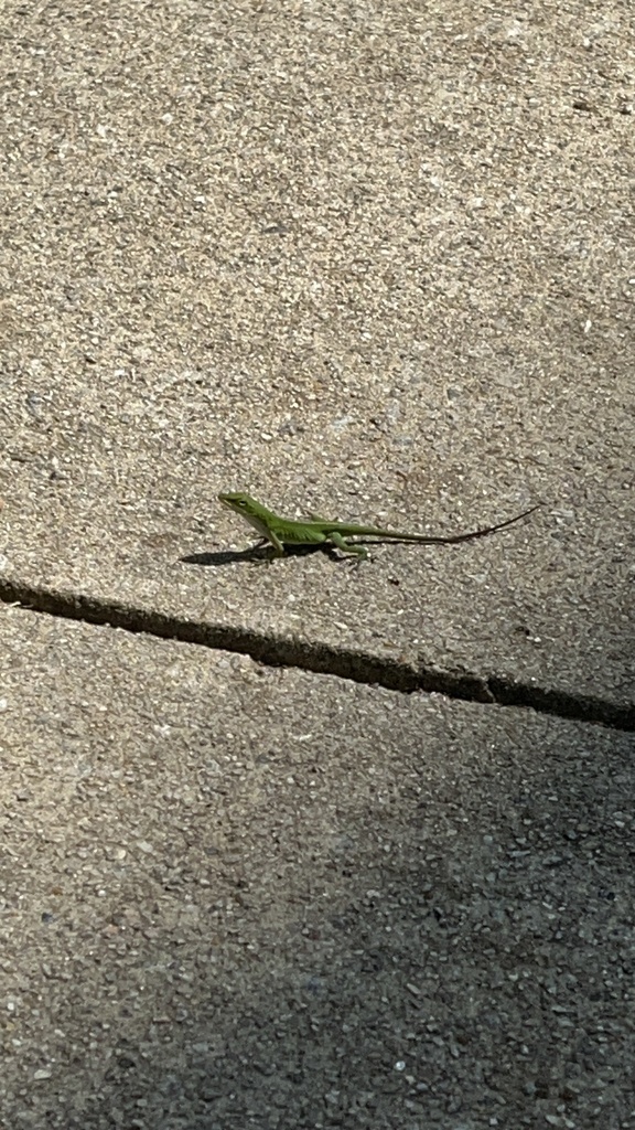 Green Anole from University of Georgia, Athens, GA, US on April 14 ...