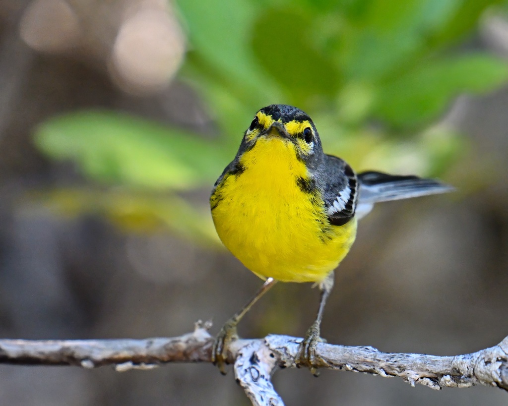 Adelaide's Warbler from Guanica State Forest, Yauco, PR, US on April 06 ...