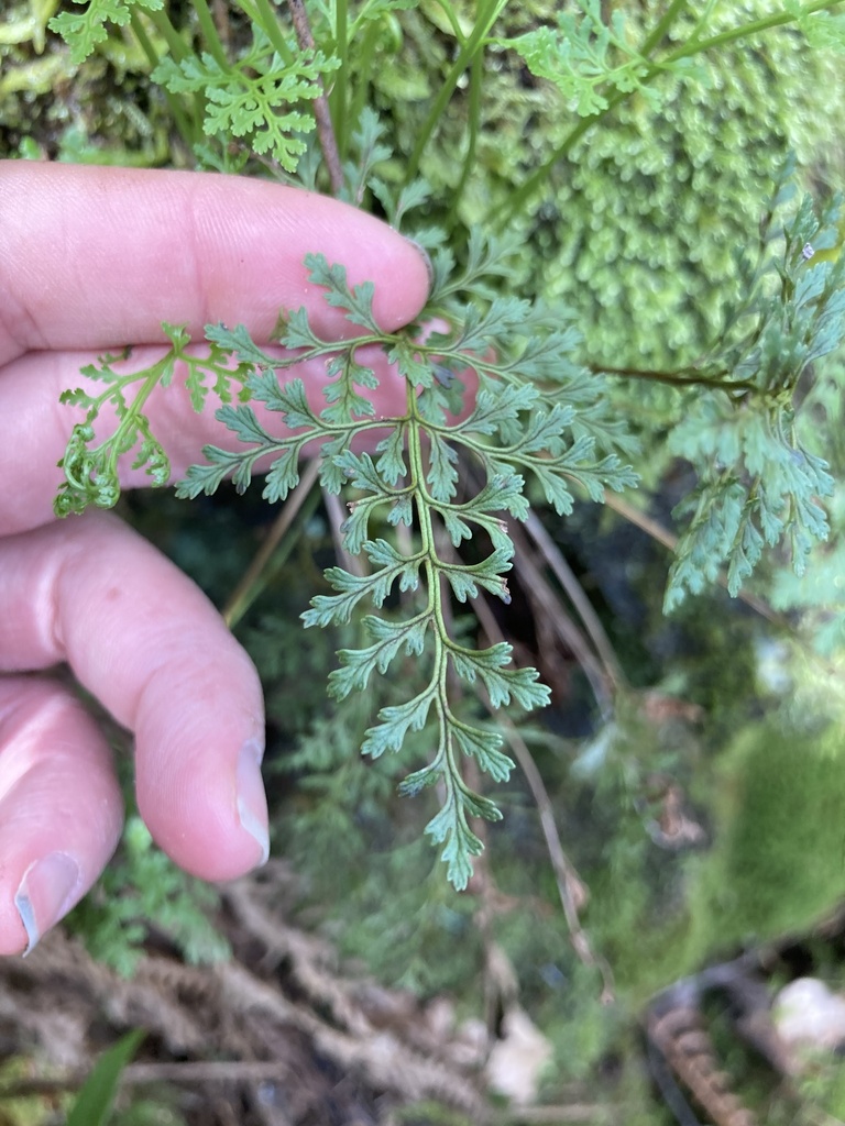 American parsley fern from Sasamat Ln, North Vancouver, BC, CA on April ...