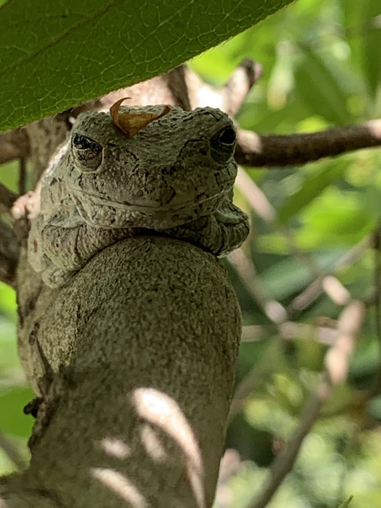Cope's Gray Treefrog from Arkansas St, Лейк-Чарлз, LA, US on April 14, 2025 at 01:09 PM by ...