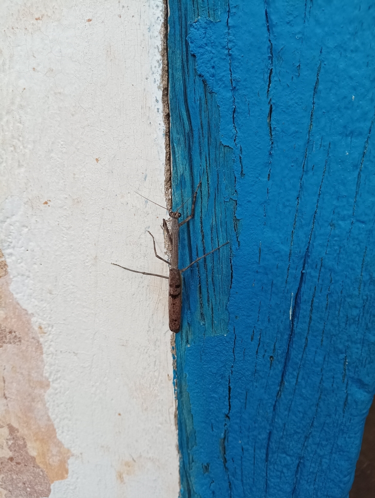 Pseudovates from Tupaciguara, BR-MG, BR on April 13, 2025 at 03:58 PM ...