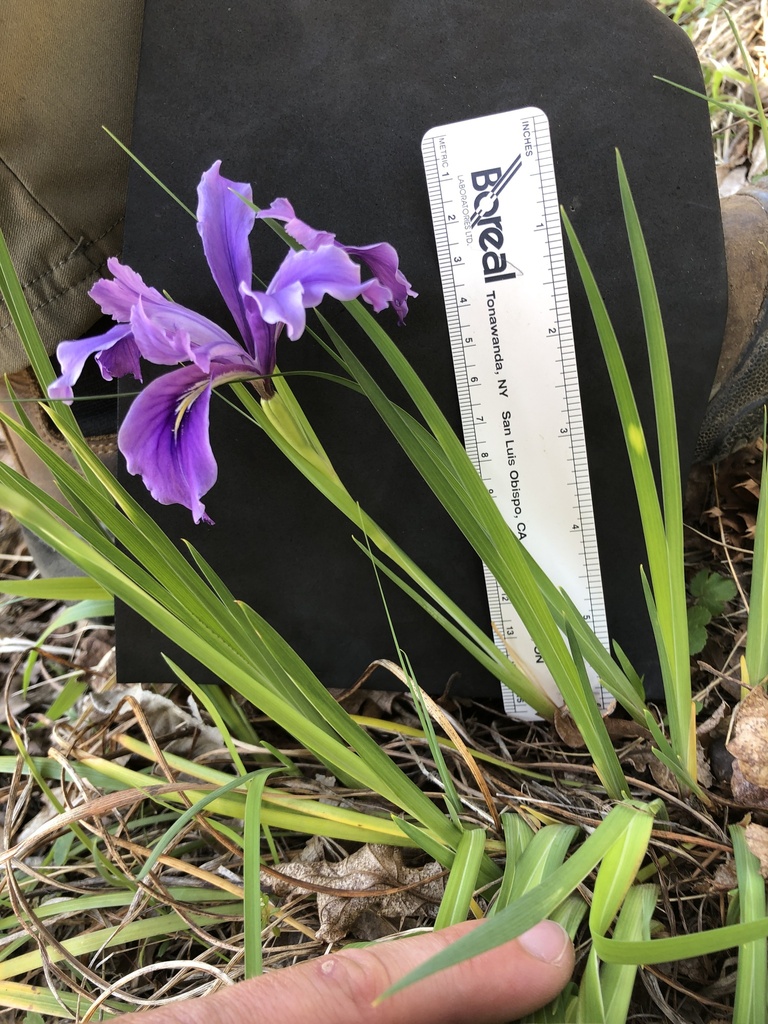 Oregon iris from NW Lester Ave, Corvallis, OR, US on April 14, 2025 at ...