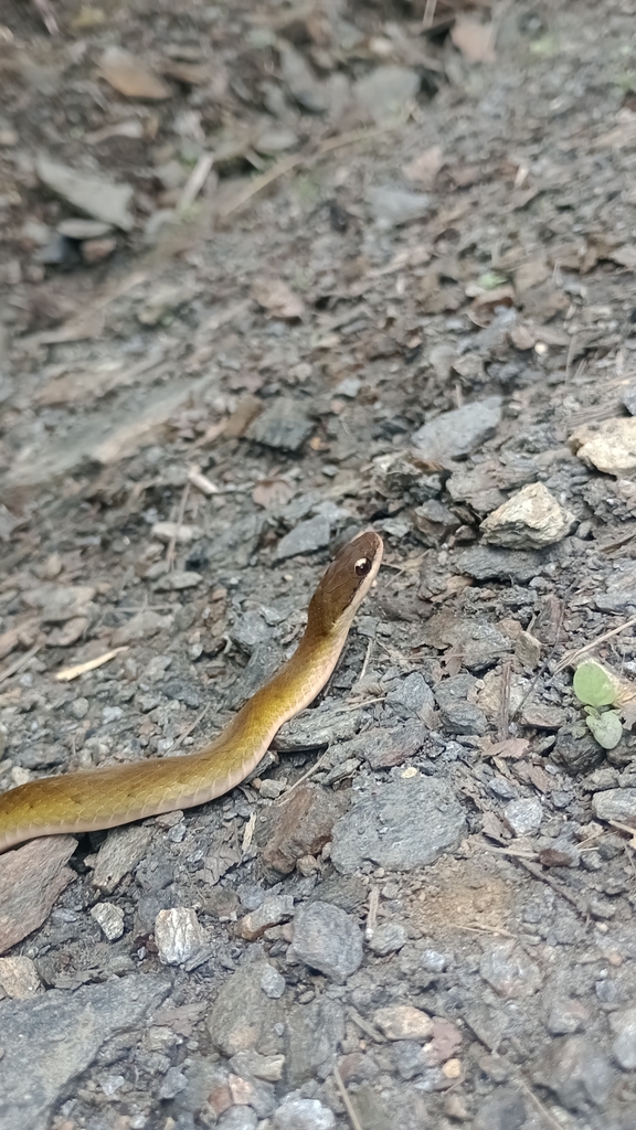 Fire-bellied Snake from Líbano, Tolima, Colombia on March 24, 2025 at ...