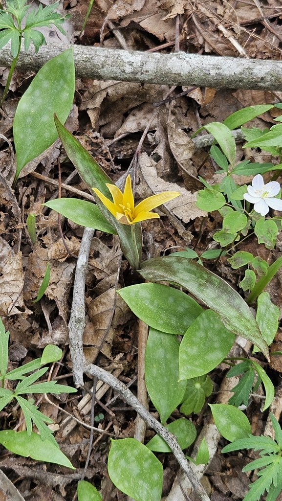 Beaked trout-lily from Mena, AR 71953, USA on April 14, 2025 at 04:06 ...