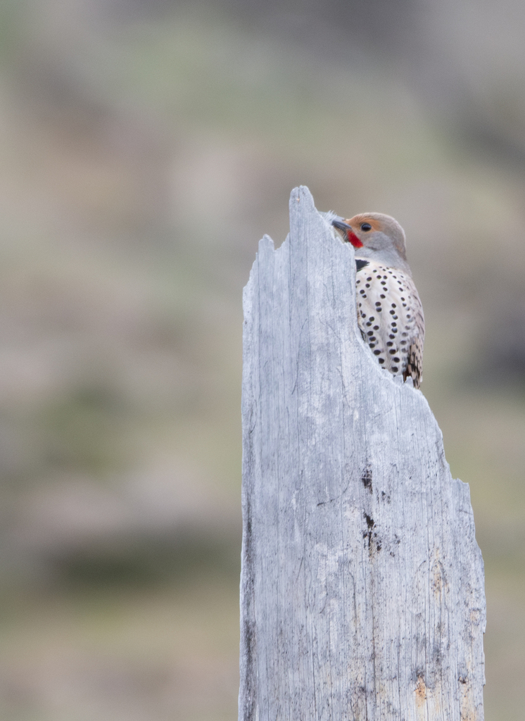 Northern Flicker from Spokane County, WA, USA on April 12, 2025 at 08: ...