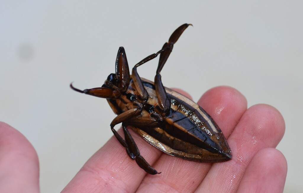 Eastern Toe-biter in April 2025 by Cade · iNaturalist