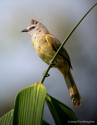 Subspecies Pycnonotus flavescens vividus · iNaturalist