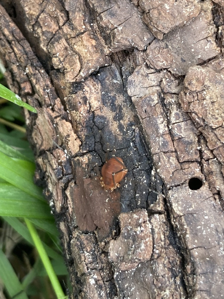Libitioides sayi from Cedar Niles Park, Olathe, KS, US on April 14 ...