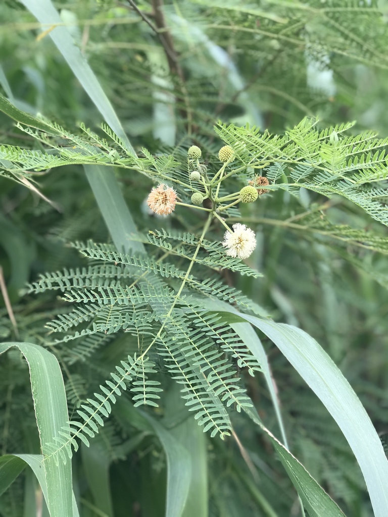 White leadtree from Kauaʻi, Kapaa, HI, US on August 18, 2019 at 07:30 ...