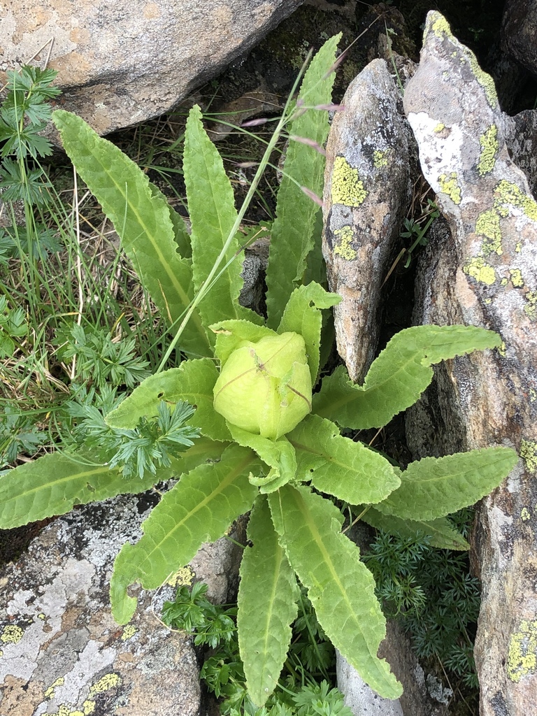 Brahma Kamal from Chirgaon, Shimla, Himachal Pradesh, IN on August 12 ...