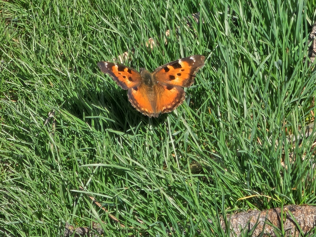California Tortoiseshell from Frenchtown, MT 59834, USA on April 14 ...