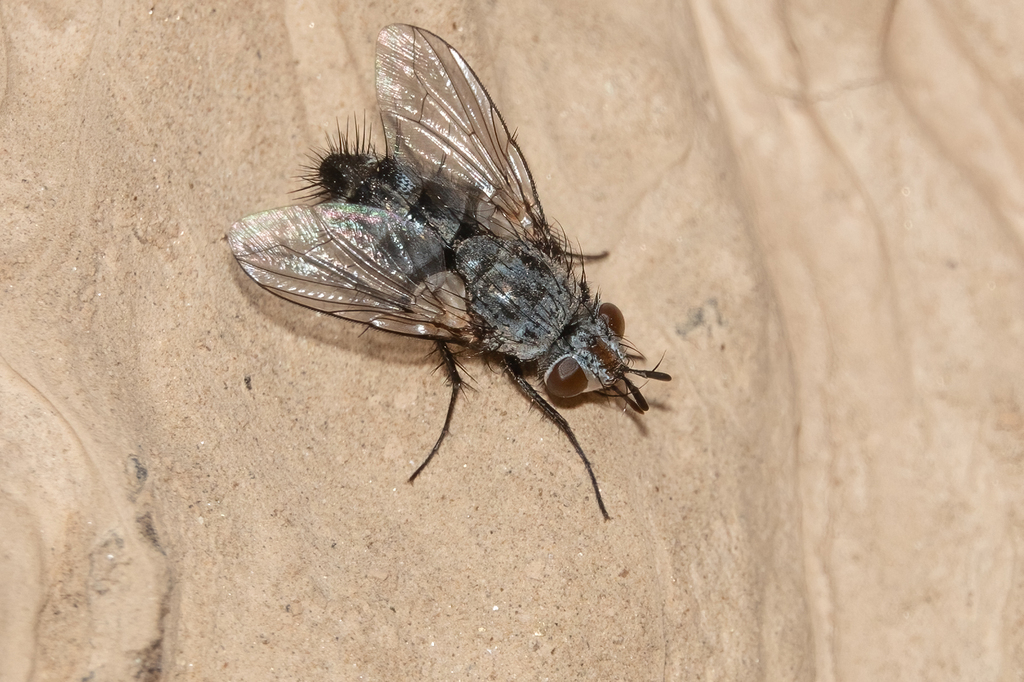 Leskiini from 中国甘肃省兰州市榆中县 on April 15, 2025 at 02:12 PM by 冰鸟 · iNaturalist