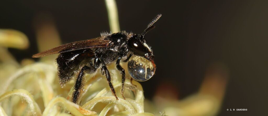 Allodapine Bees from Blackdown QLD 4702, Australia on April 15, 2025 at ...