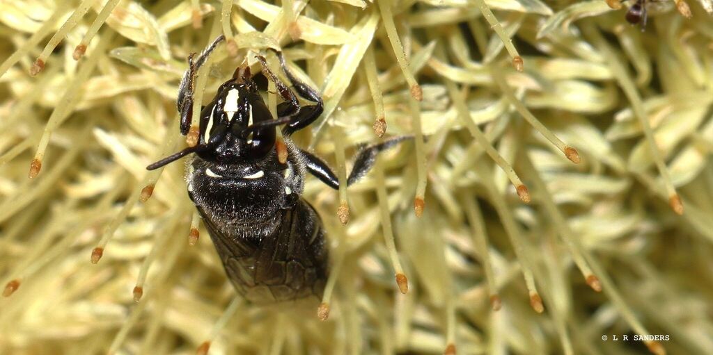 Milky Masked Bee from Blackdown QLD 4702, Australia on April 15, 2025 ...