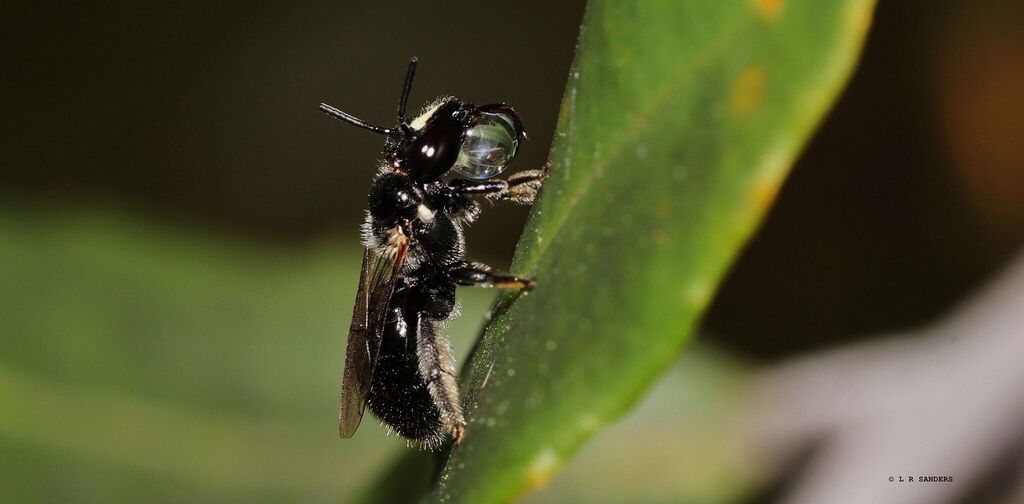 Allodapine Bees from Blackdown QLD 4702, Australia on April 15, 2025 at ...