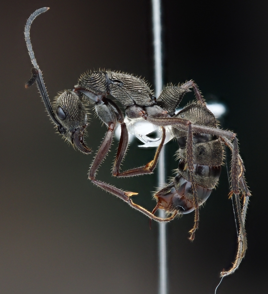 Diacamma pallidum from Islands, HK on April 15, 2025 at 06:14 PM by ...