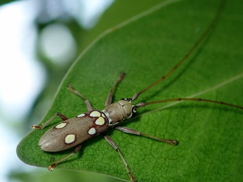 Olenecamptus taiwanus · iNaturalist