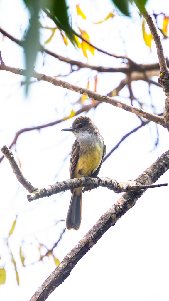 Short-crested Flycatcher from Jaboticatubas, MG, BR on August 30, 2023 ...