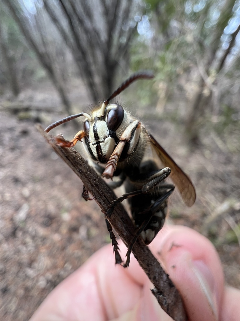 Bald-faced Hornet from Summitcrest Dr, Richmond Hill, ON, CA on April ...