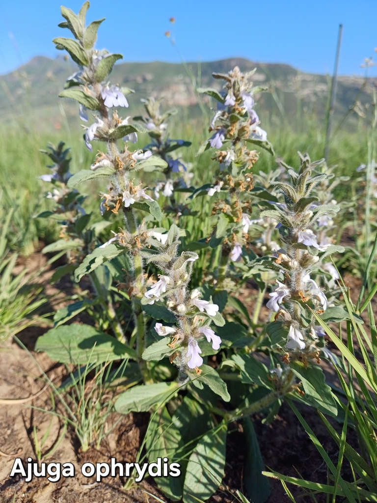 Bugle Plant from Dihlabeng Local Municipality, South Africa on December ...