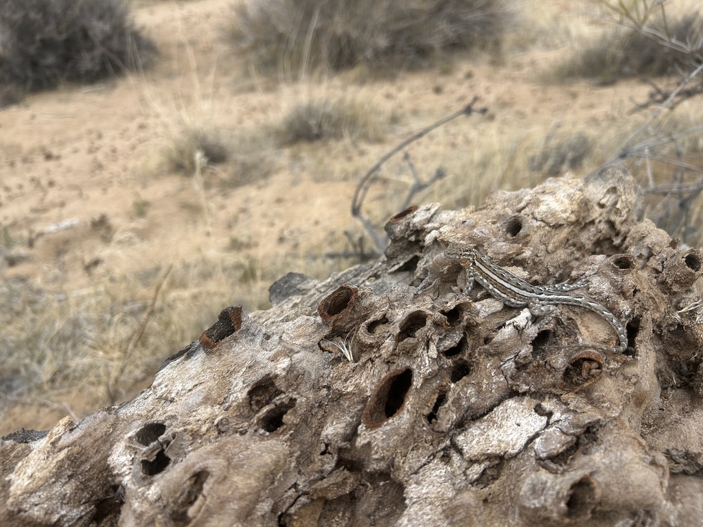 Western Side-blotched Lizard from Joshua Tree National Park, Desert Hot ...
