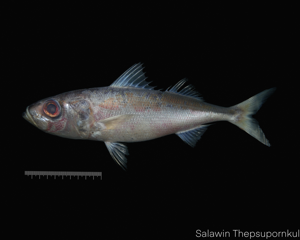 Japanese Rubyfish on March 5, 2025 at 10:33 PM by salawinensis ...