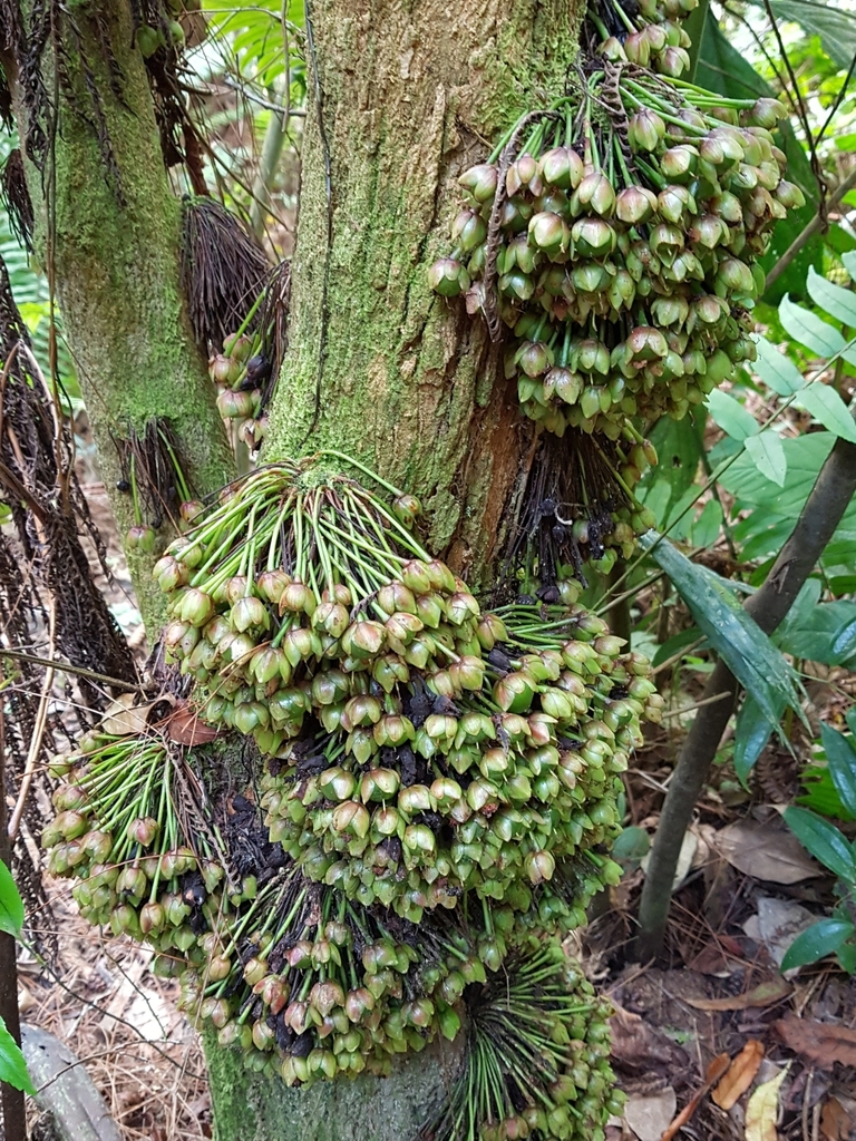 Chinese gooseberries and kiwifruits (Actinidiaceae) - Botanical Realm