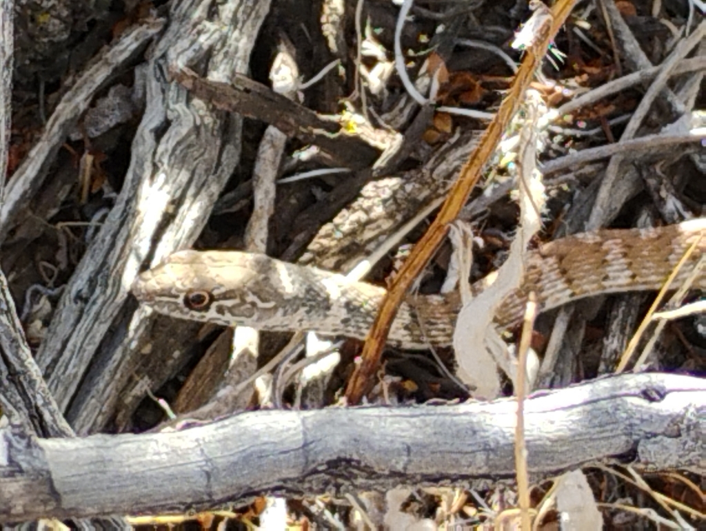 Coachwhip from San Bernardino County, CA, USA on April 15, 2025 at 04: ...