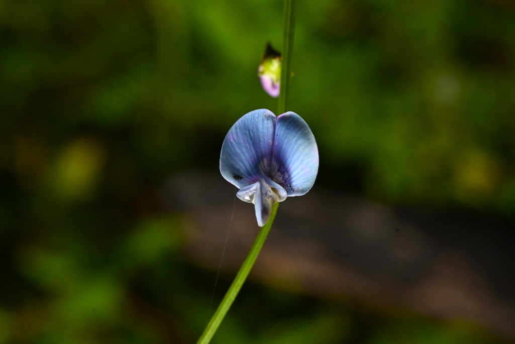 Slender Swainson-pea from Wongawallan QLD 4210, Australia on March 25 ...
