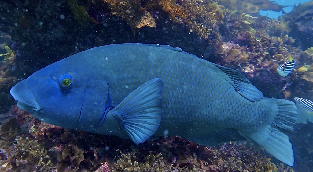 Eastern Blue Groper from Cabbage Tree Bay, Manly, NSW, AU on April 15 ...