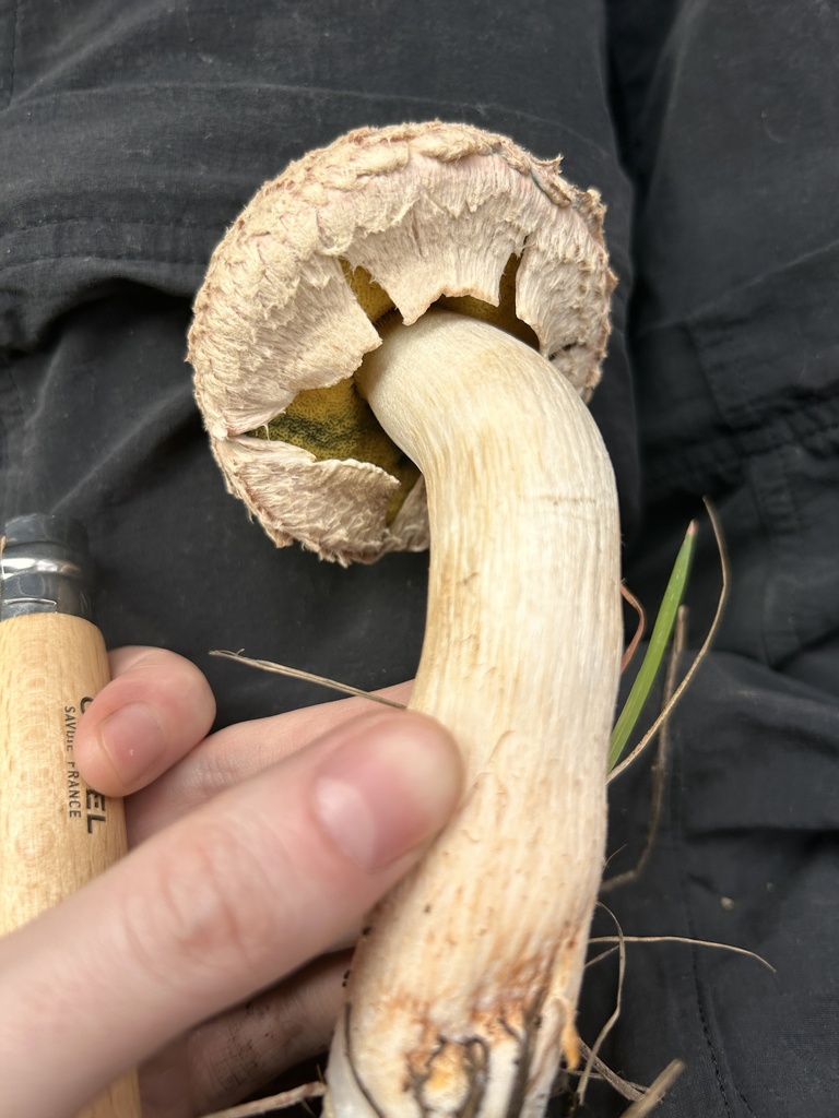 Boletellus ananiceps from Beenak Rd, Hoddles Creek, VIC, AU on April 16 ...