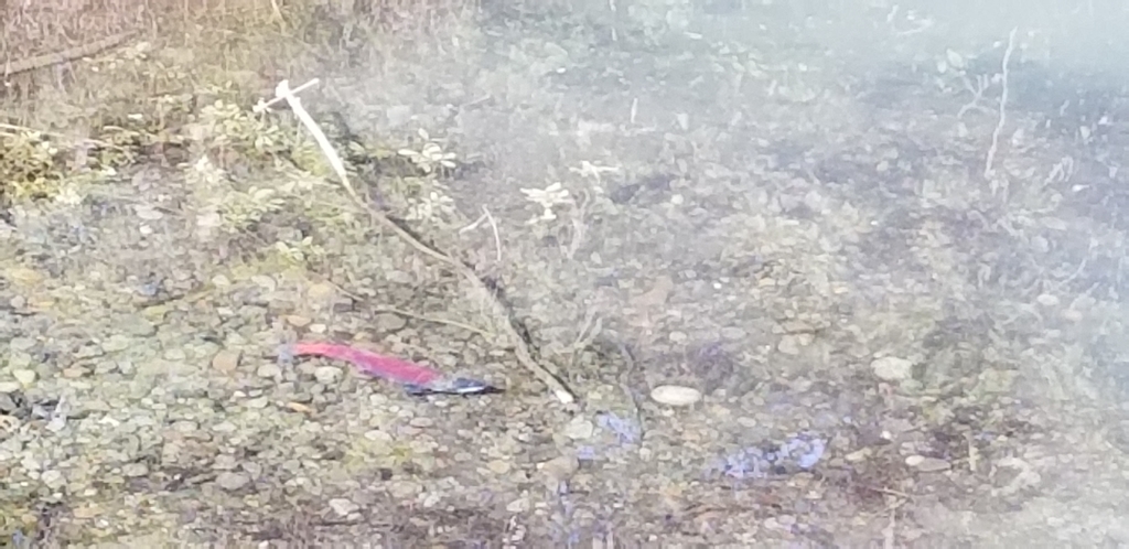 Sockeye Salmon from Juneau, AK 99801, USA on August 16, 2019 at 09:50 ...