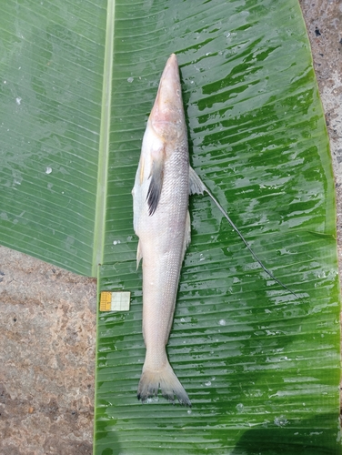 Flathead Sillago (Sillaginopsis domina) · iNaturalist