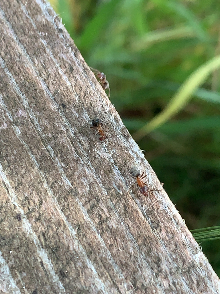Western Velvety Tree Ant from Davis on April 16, 2025 at 08:23 AM by ...