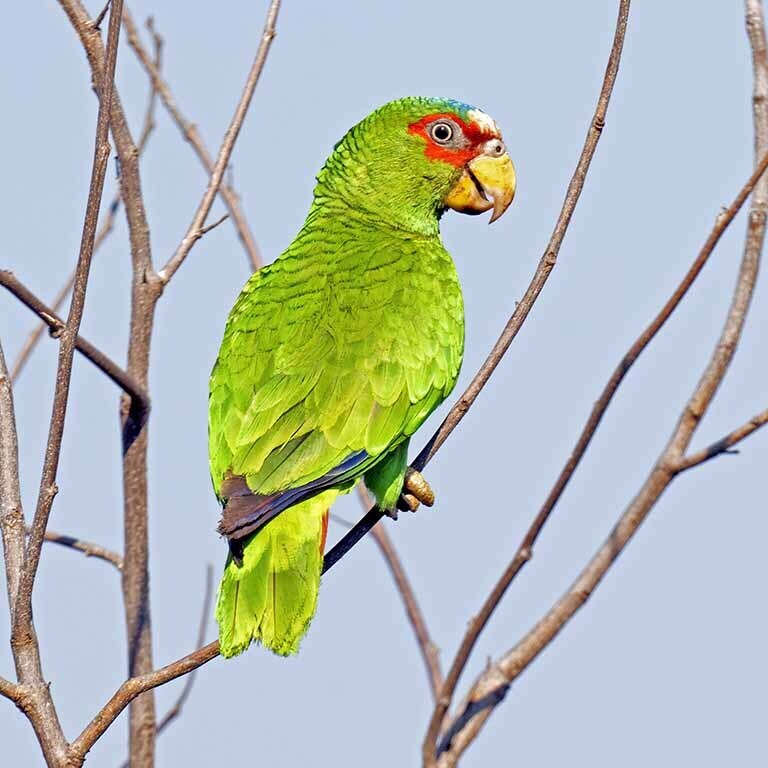 White-fronted Amazon in April 2025 by Jon Church · iNaturalist