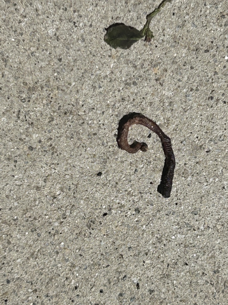 Typical Earthworms from Georgia State University - Perimeter College’s ...