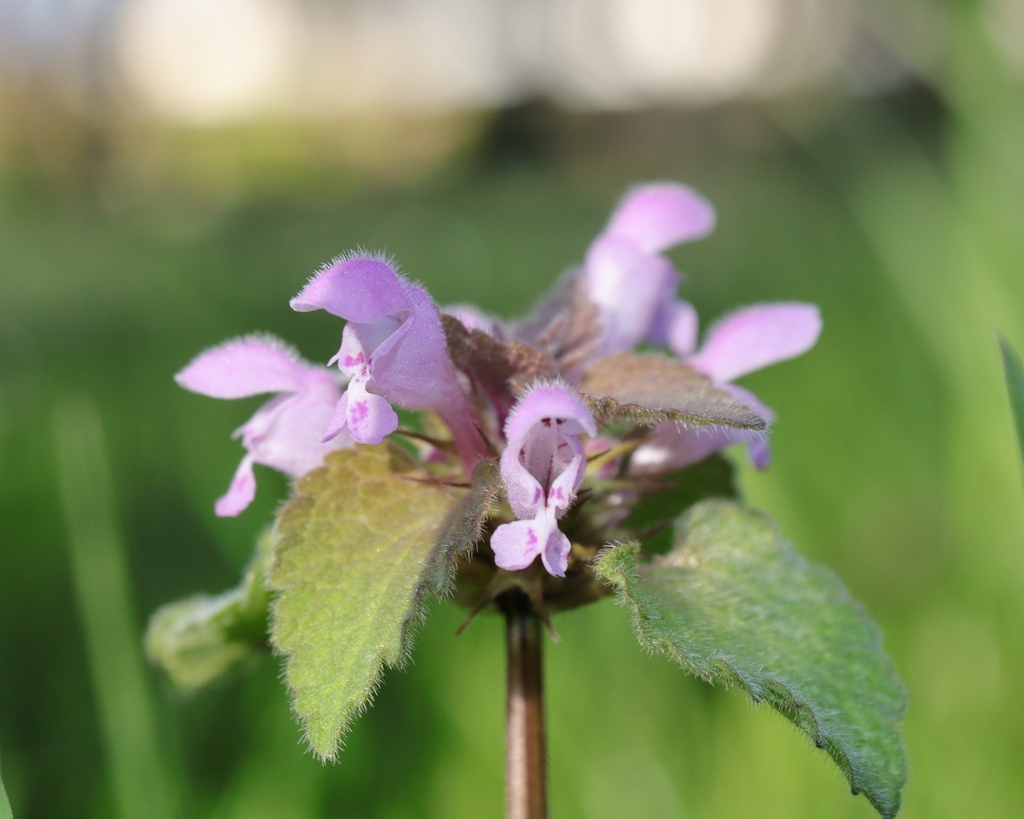 red deadnettle from Freeman Gardens, Chatham ME4 6LT, UK on 16 April ...