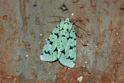 Genus Agriopodes · iNaturalist