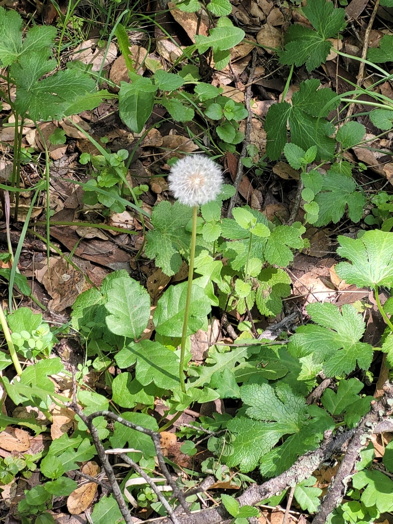 common dandelion from Union City, CA 94587, USA on April 16, 2025 at 12 ...