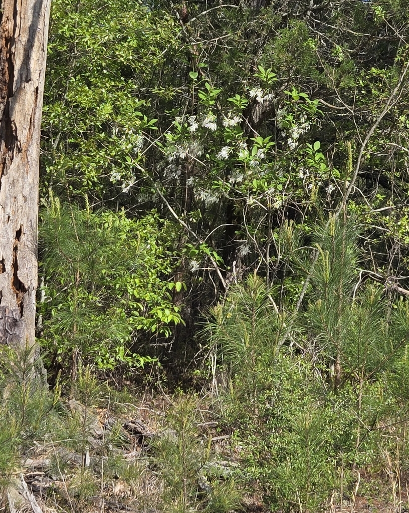 white fringetree from Conyers, GA, USA on April 14, 2025 at 04:42 PM by ...