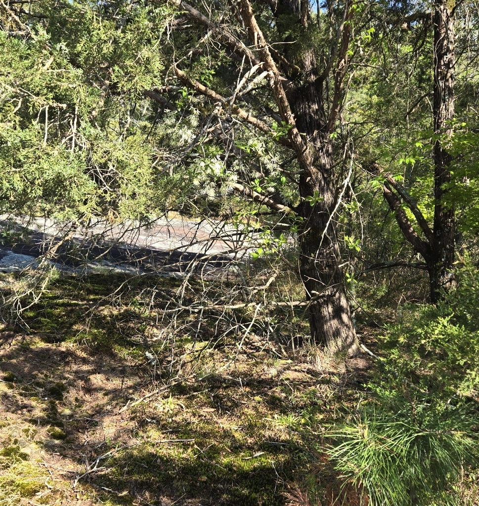white fringetree from Conyers, GA, USA on April 14, 2025 at 04:57 PM by ...