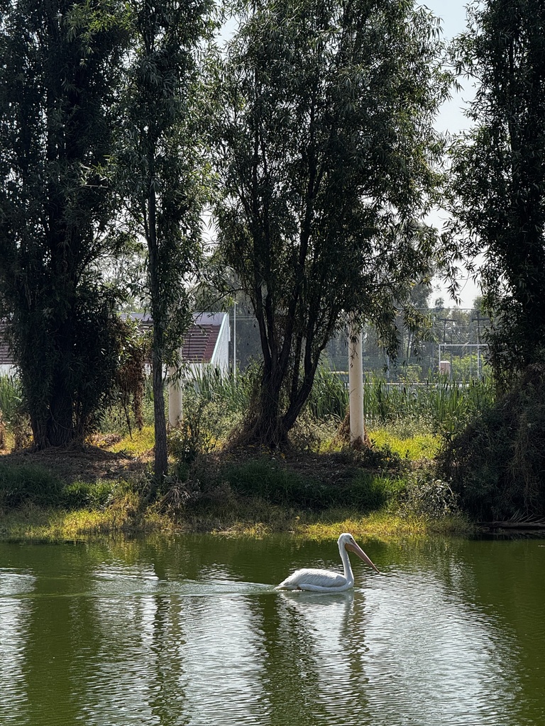 Pelícano Blanco Americano desde Canal de Cuemanco, Xochimilco, CDMX, MX ...