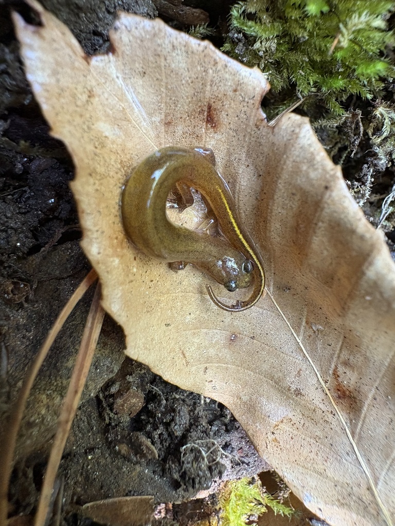 Patch-nosed Salamander in April 2025 by Emma Gaunt. #ClemsonHerpe2025 ...