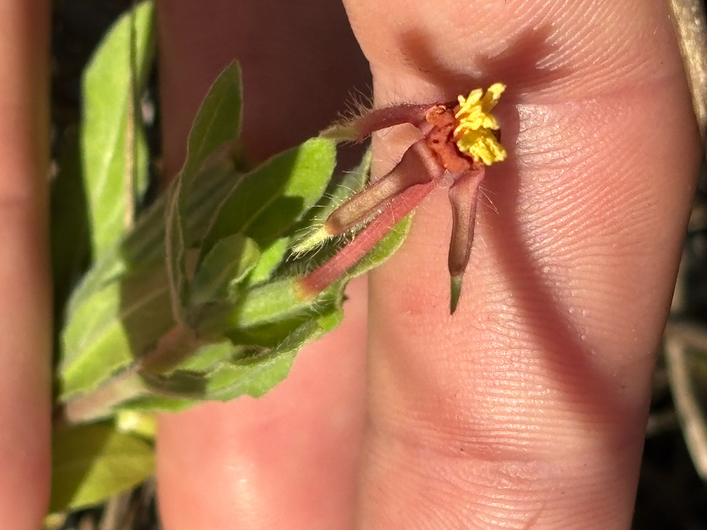cutleaf evening primrose in April 2025 by Dave Megill · iNaturalist