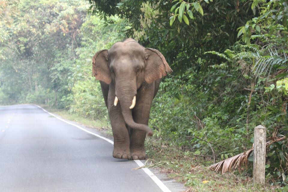 Indian Elephant from Dong Phayayen-Khao Yai Forest, , Nakhon Ratchasima ...